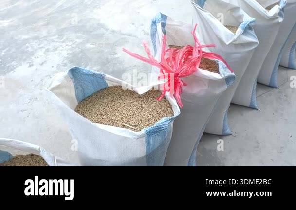 Video of rice paddy stored in white and blue sacks with grains drying ...