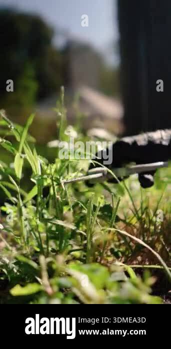 Woman in black gloves cuts green young grass with scissors. Summer ...