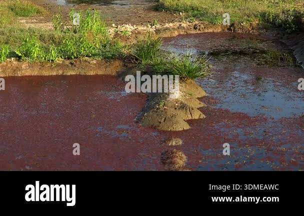 A shallow pond covered with red algae and muddy water, featuring ...