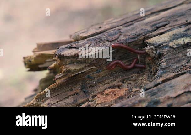 Common Asian millipede, Trigoniulus corallinus mating on a dead tree ...
