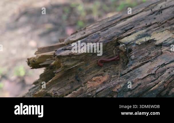 Common Asian millipede, Trigoniulus corallinus mating on a dead tree ...