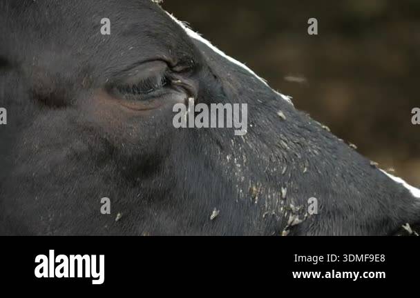 Detailed extreme close-up of a black cows eye and face area. Many flies ...
