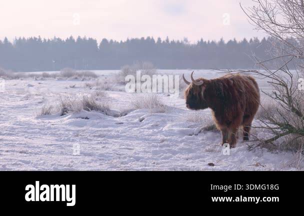 Woodland Edge Sentinel Highland Cow Standing Near Tree Line, Frost ...