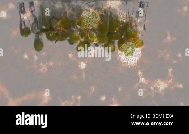Grape cluster entering tank then sinking with rotation and bubble ...