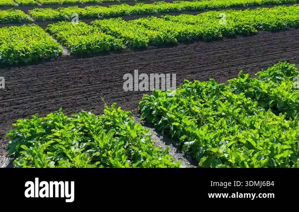 Aerial view of green farm plantation rows, top down organic crop ...
