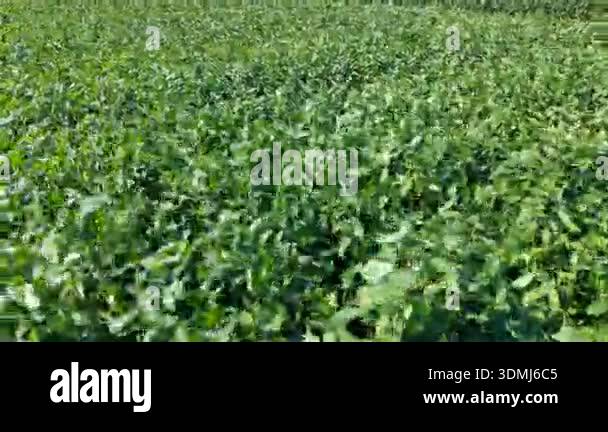 Aerial view of green vegetable field, drone shot of organic agrarian ...