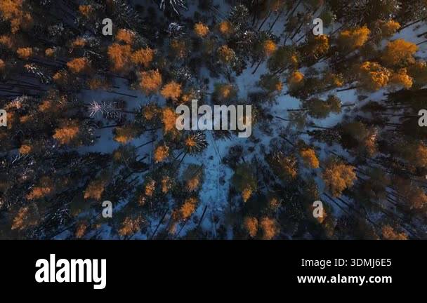 Aerial top down view of wintry forest with golden larch and dark ...