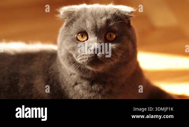 Beautiful Scottish fold cat resting in a cozy home. Purebred cat, gray ...