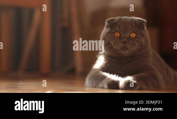 Beautiful Scottish fold cat resting in a cozy home. Purebred cat, gray ...