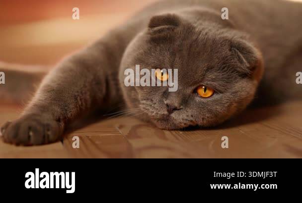 Beautiful Scottish fold cat resting in a cozy home. Purebred cat, gray ...