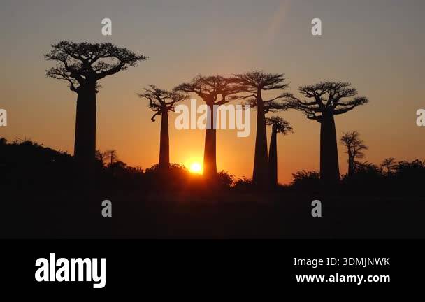 Baobab trees stand tall against the sunset sky in Madagascar. The ...