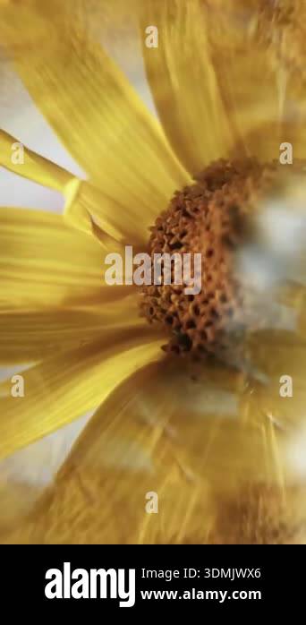 Vertical video. Petals art. Blossom background. Defocused yellow color ...