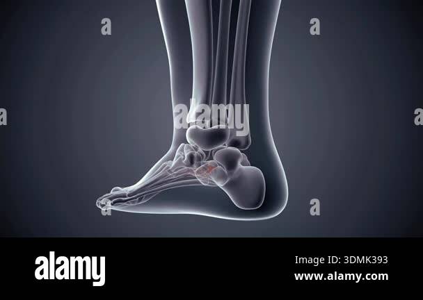 Highly detailed transparent human ankle and foot bones for medical and ...