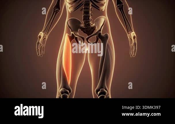 Medical illustration realistic joints Stock Videos & Footage - HD and ...