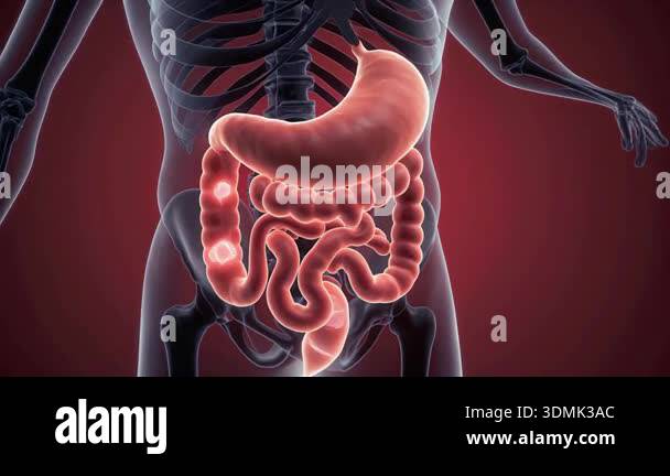 Detailed illustration of the human digestive system with a glowing ...