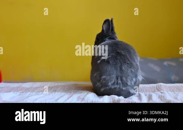 Beautiful gray dwarf rabbit. Cute animal and pet Stock Video Footage ...