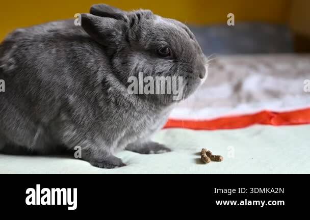 Beautiful gray dwarf rabbit. Cute animal and pet Stock Video Footage ...