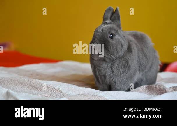 Beautiful gray dwarf rabbit. Cute animal and pet Stock Video Footage ...