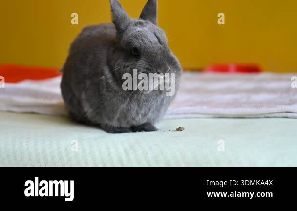 Beautiful gray dwarf rabbit. Cute animal and pet Stock Video Footage ...