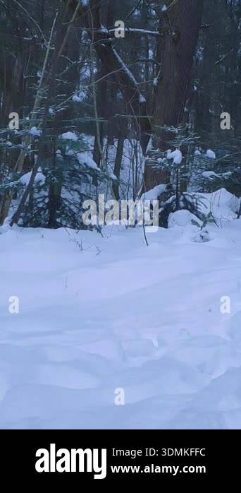 Vertical panoramic shot of desolate wintry woodland landscape with ...