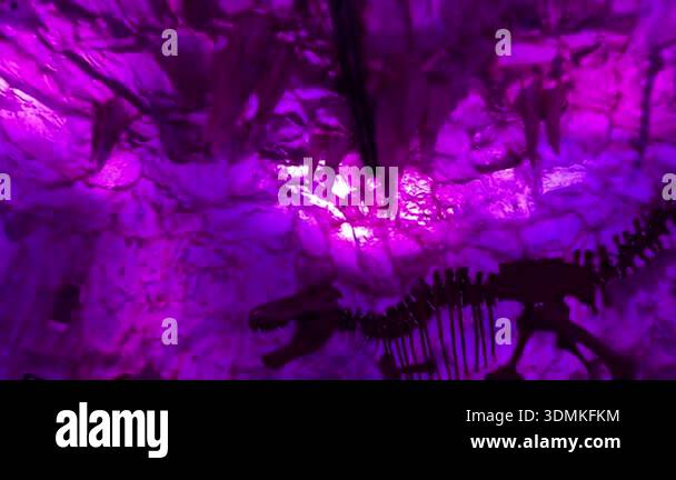 A dinosaur skeleton hangs along the rock wall under a purple lit ice ...