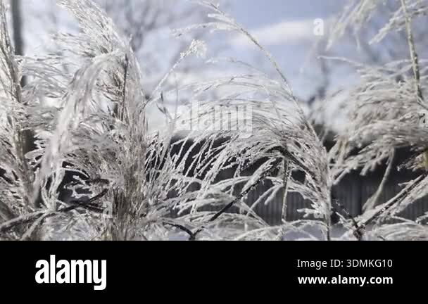 Icy Grass Arches Under Cloudy Sky, Reeds Dusted With Rime, Pastoral ...