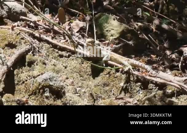 Video of a beige-green Cyprus rock agama lizard Laudakia cypriaca ...