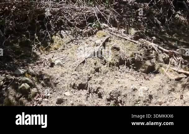 Video of a beige-green Cyprus rock agama lizard Laudakia cypriaca ...