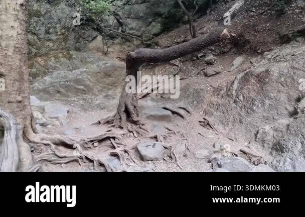 Video of dramatic exposed tree roots twisting over rocks and soil on a ...