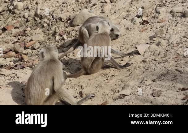 Terai Sacred Langur (Semnopithecus hector) in Jim Corbett National Park ...