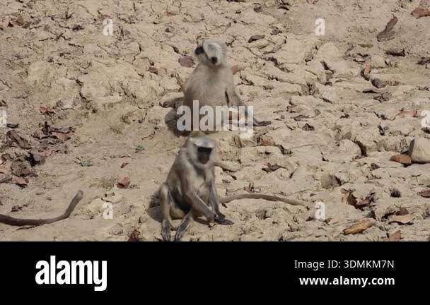 Monkey jim corbett Stock Videos & Footage - HD and 4K Video Clips - Alamy