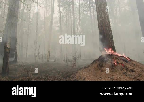 Creeping Ground Fire Moving Through Fog With Embers Trailing Along Base ...