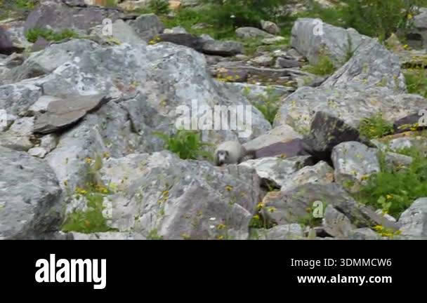 Playful hoary marmot pup jumps over large stones and hides among rocks ...