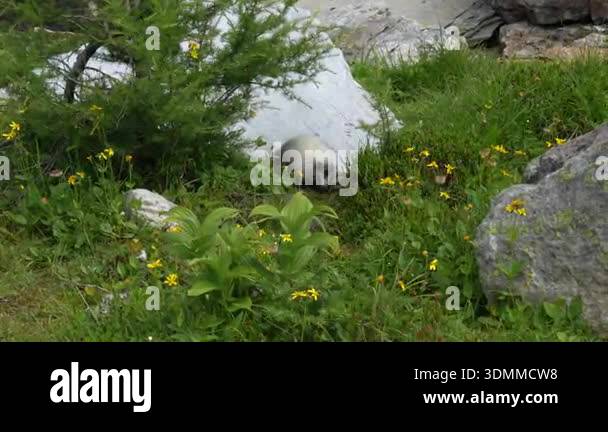 Young hoary marmot walks through grass between large boulders and ...