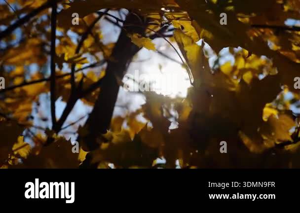 Yellow maple leaves on tree branches gently swaying in wind with ...