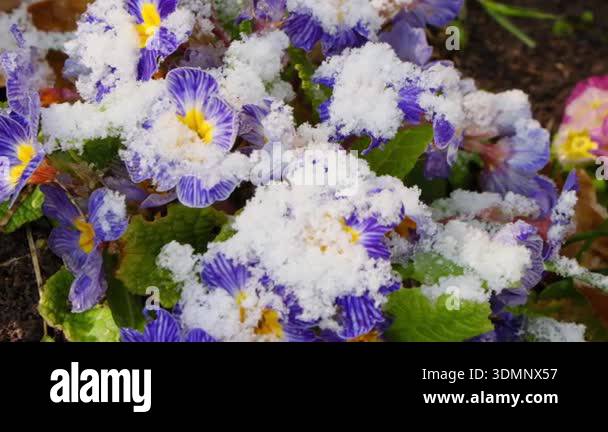 purple primrose under snow. Spring primroses in a spring garden ...