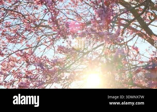 Spring season. Blooming pink trees in the suns rays and glare. Delicate ...