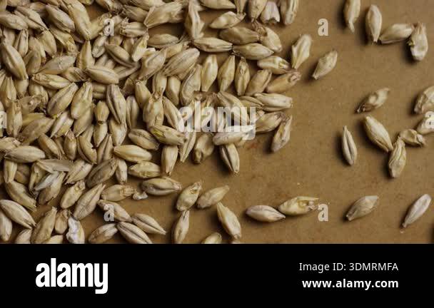 Top down view of pale malted barley grains rotating on a brown paper ...