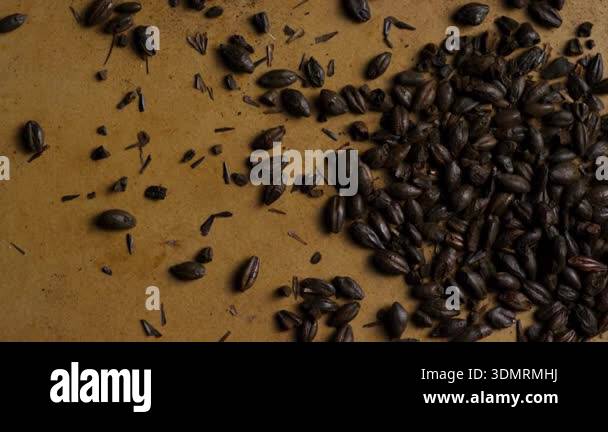 Dark roasted black malt barley grains scattered on brown surface for ...