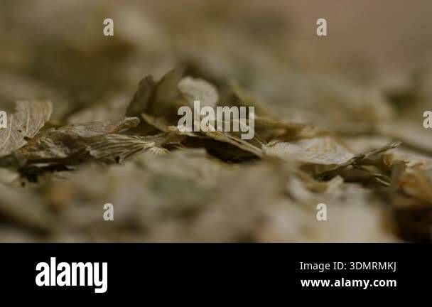 Extreme macro close up panning shot of dried green hop cones used for ...