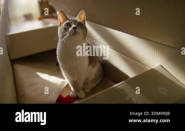 Adorable domestic cat sitting inside a cardboard box with sunlight ...