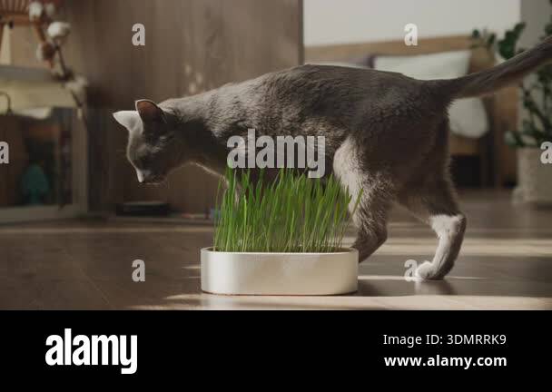 Grey domestic cat walking on a wooden floor near a small pot of green ...