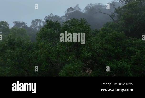 Dense green foliage in misty forest landscape Stock Video Footage - Alamy