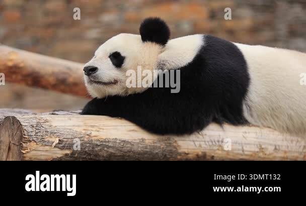 Panda resting on log in enclosure Stock Video Footage - Alamy