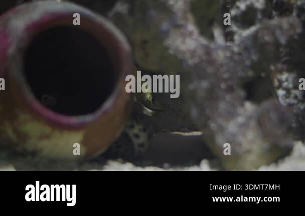 Moray eel opening and closing its mouth while hiding between a clay pot ...