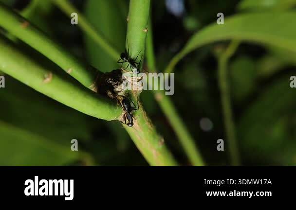 Close up of a black ant (Dolichoderus thoracicus) walking on a mango ...