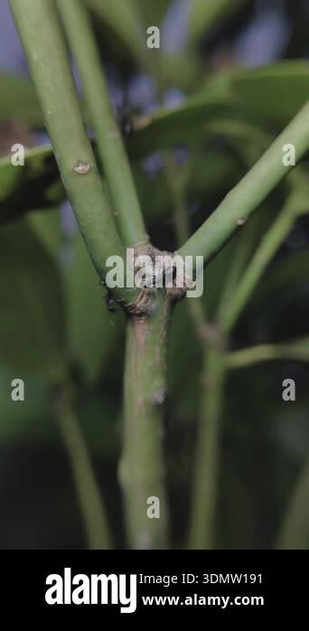 Close up of a black ant (Dolichoderus thoracicus) walking on a mango ...