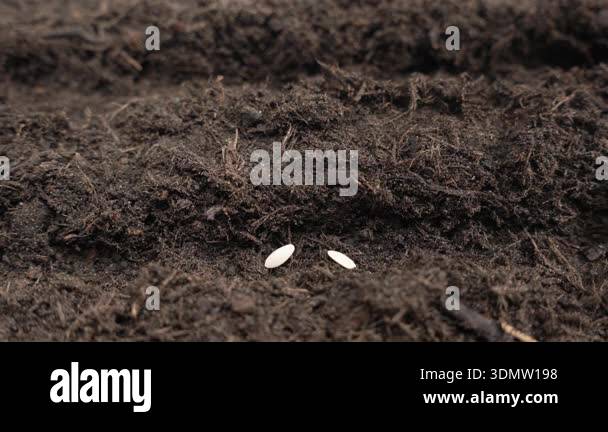A man sprinkles cucumber seeds into dark soil for sowing in a garden ...