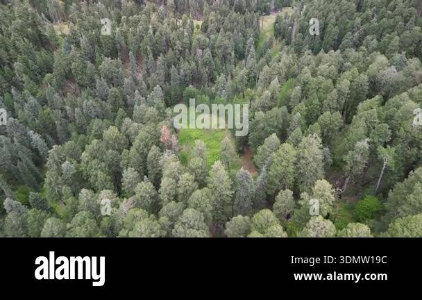 Evergreen pine trees mount Stock Videos & Footage - HD and 4K Video ...