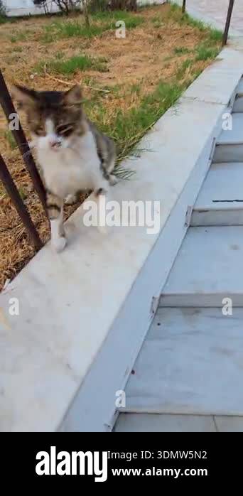 Stray cat attacking human hand outdoors Stock Video Footage - Alamy